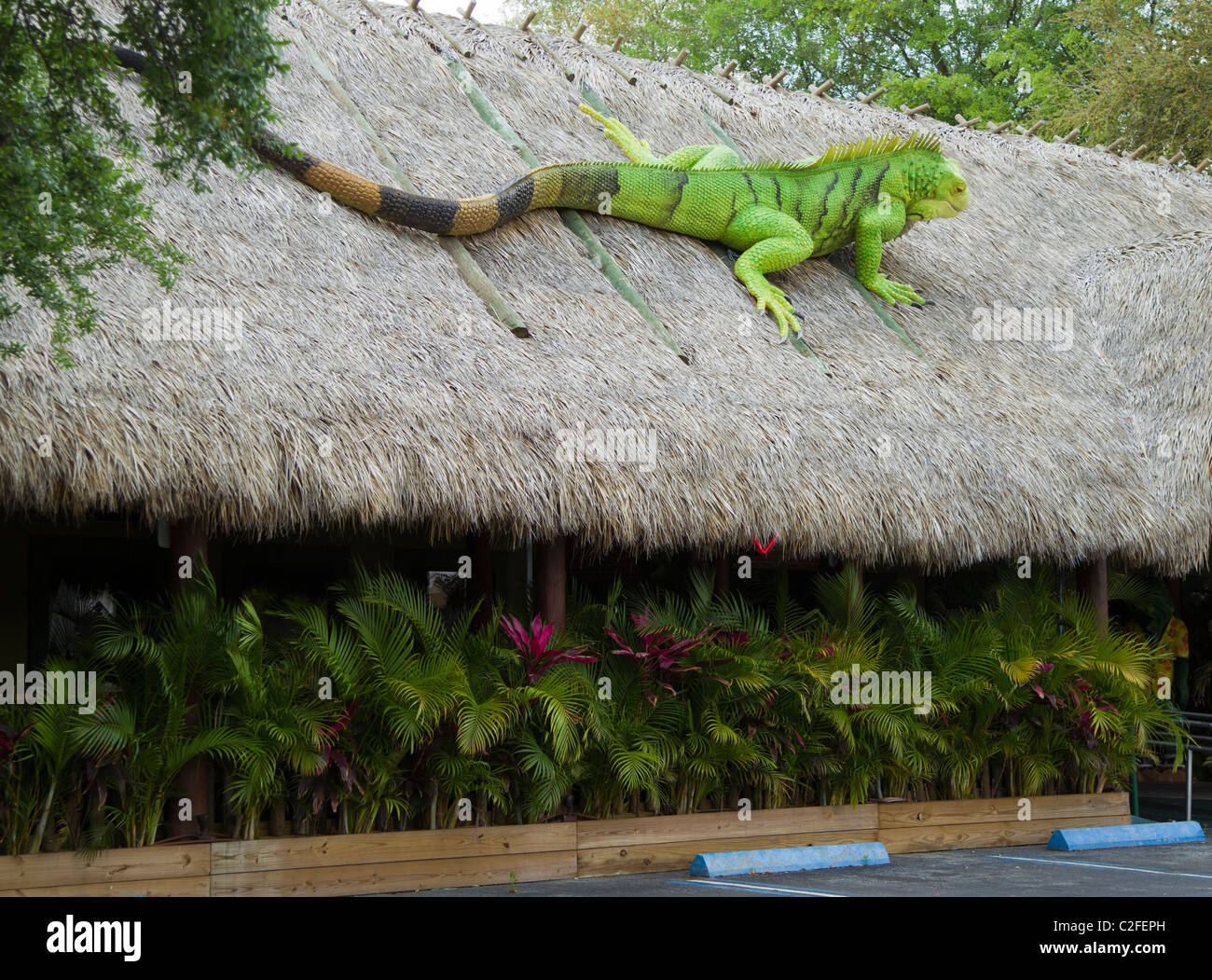 Iguana restaurant hi-res stock photography and images - Alamy