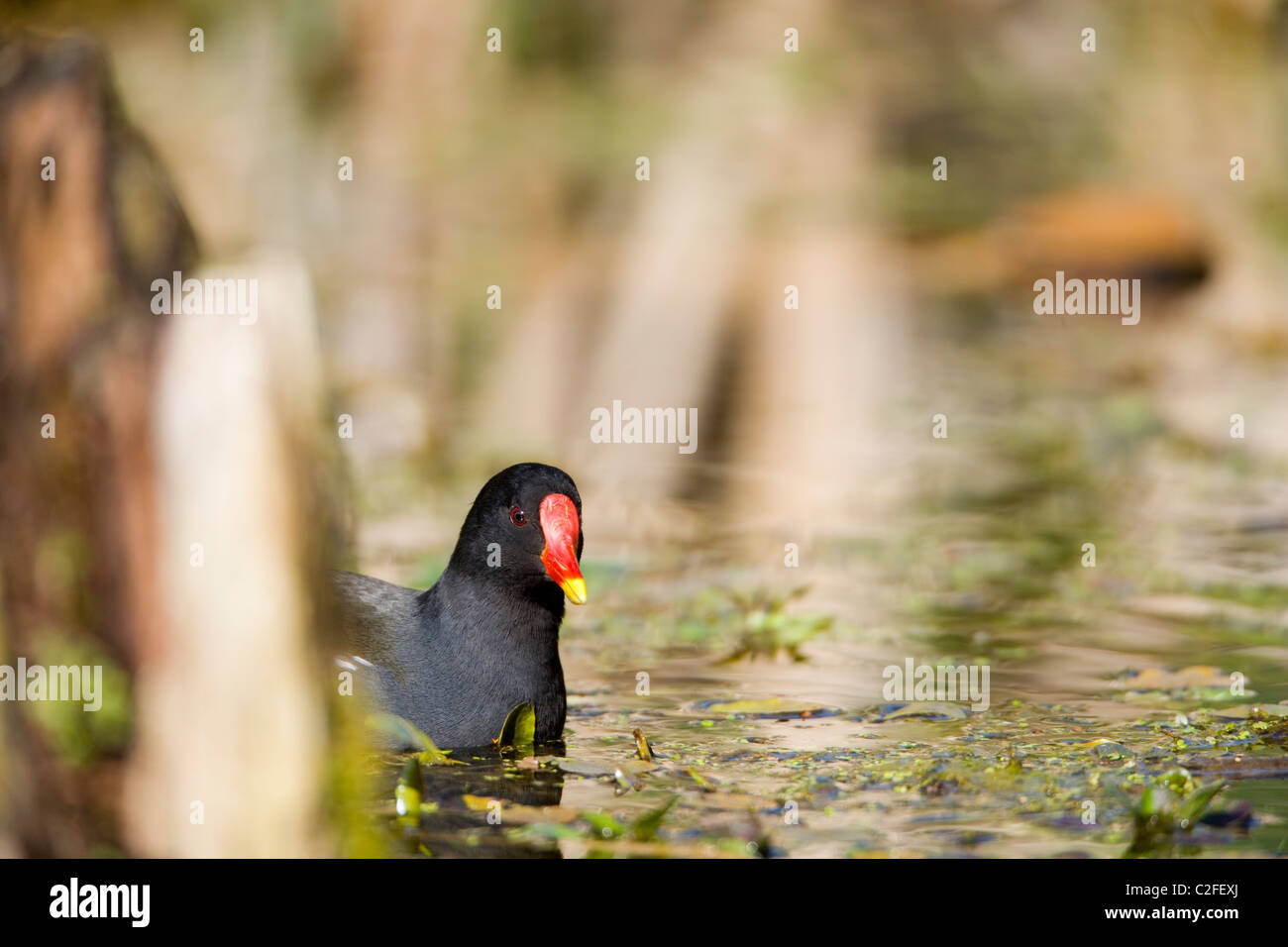 Moorhen uk hi-res stock photography and images - Alamy