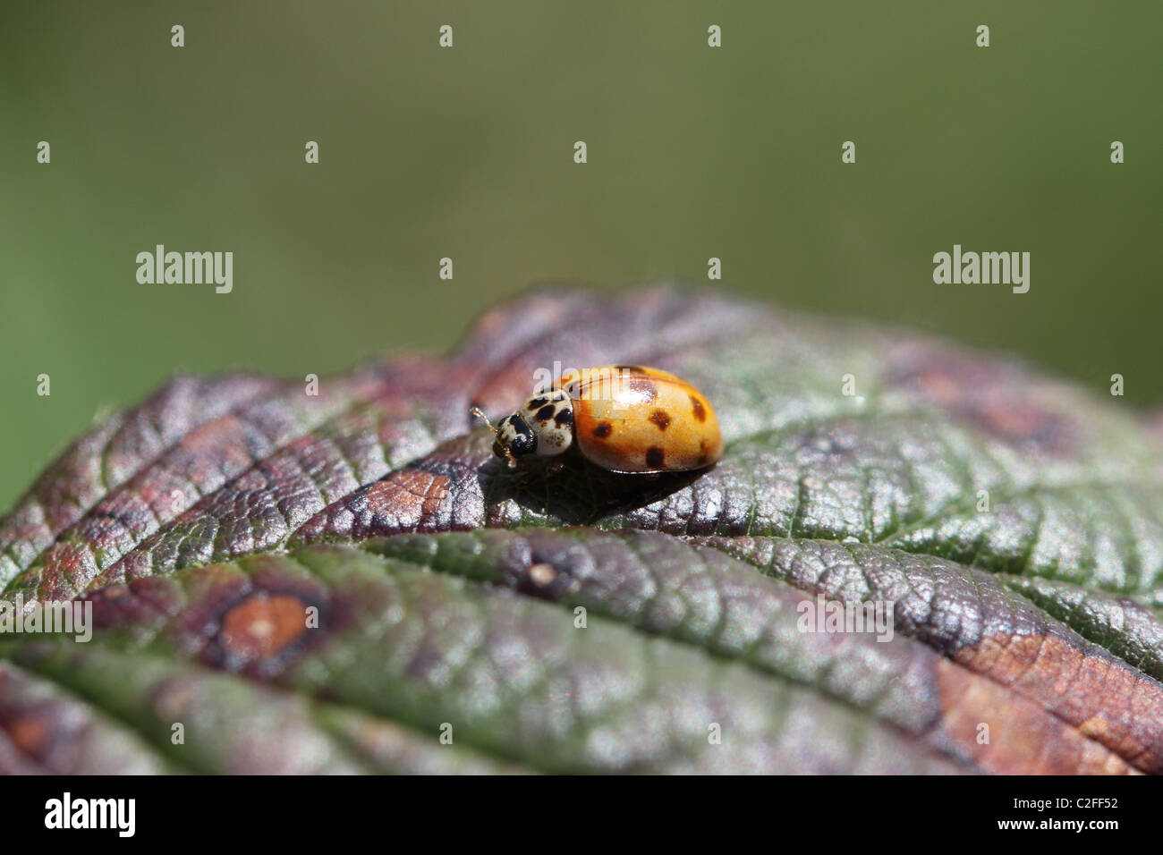Lady bird hi-res stock photography and images - Alamy