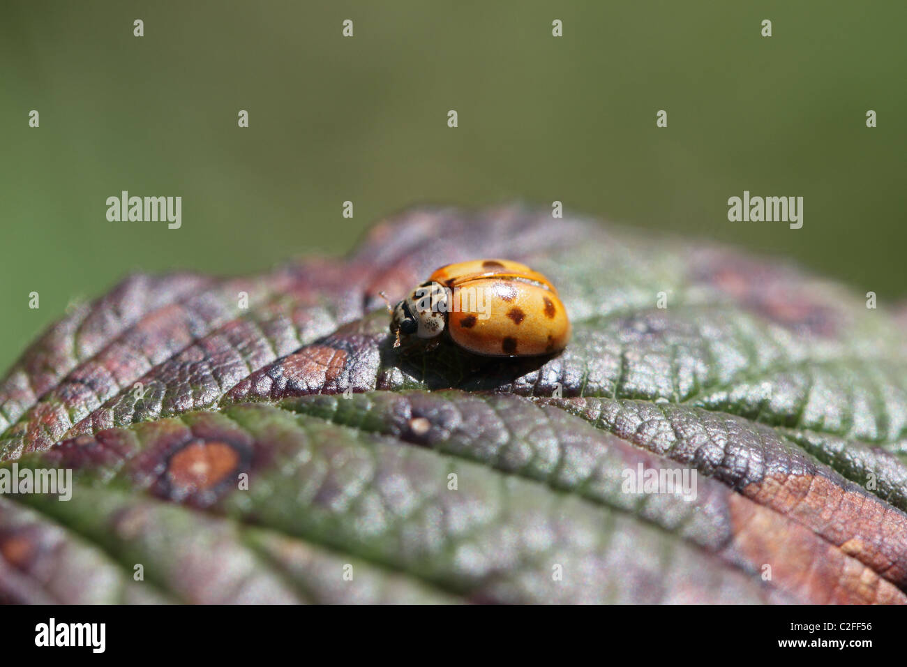 10 spot lady bird hi-res stock photography and images - Alamy