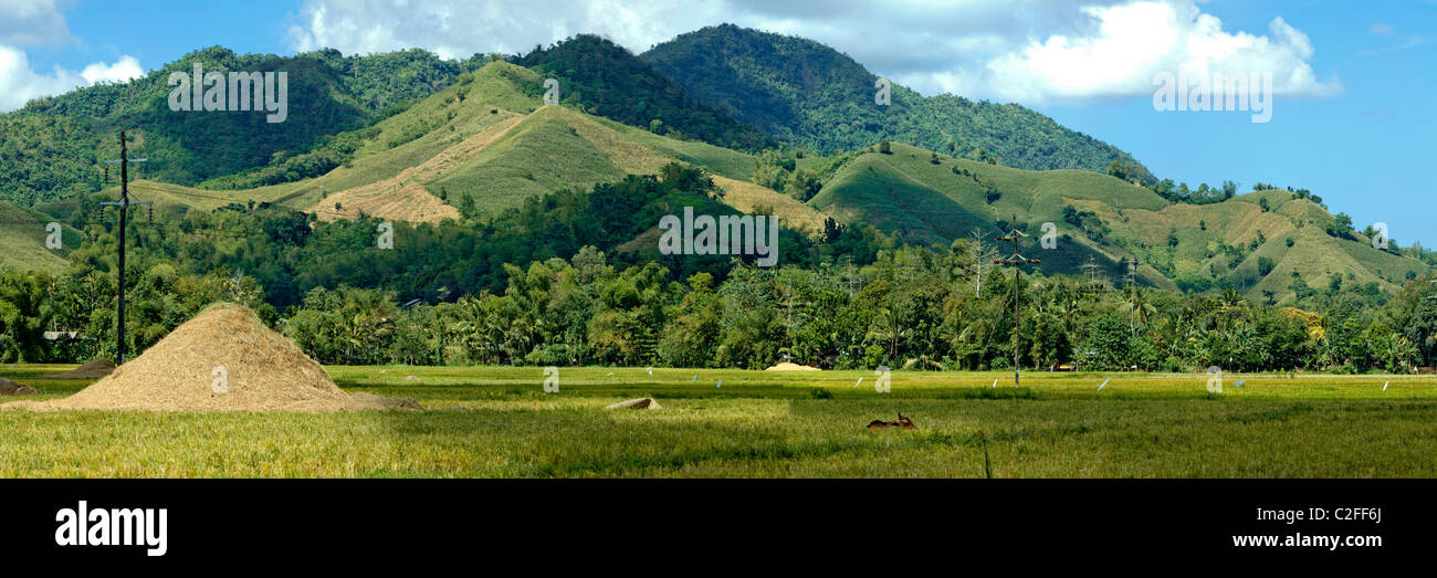 Panorama of a rice field with hills in the background. Panay Island the ...