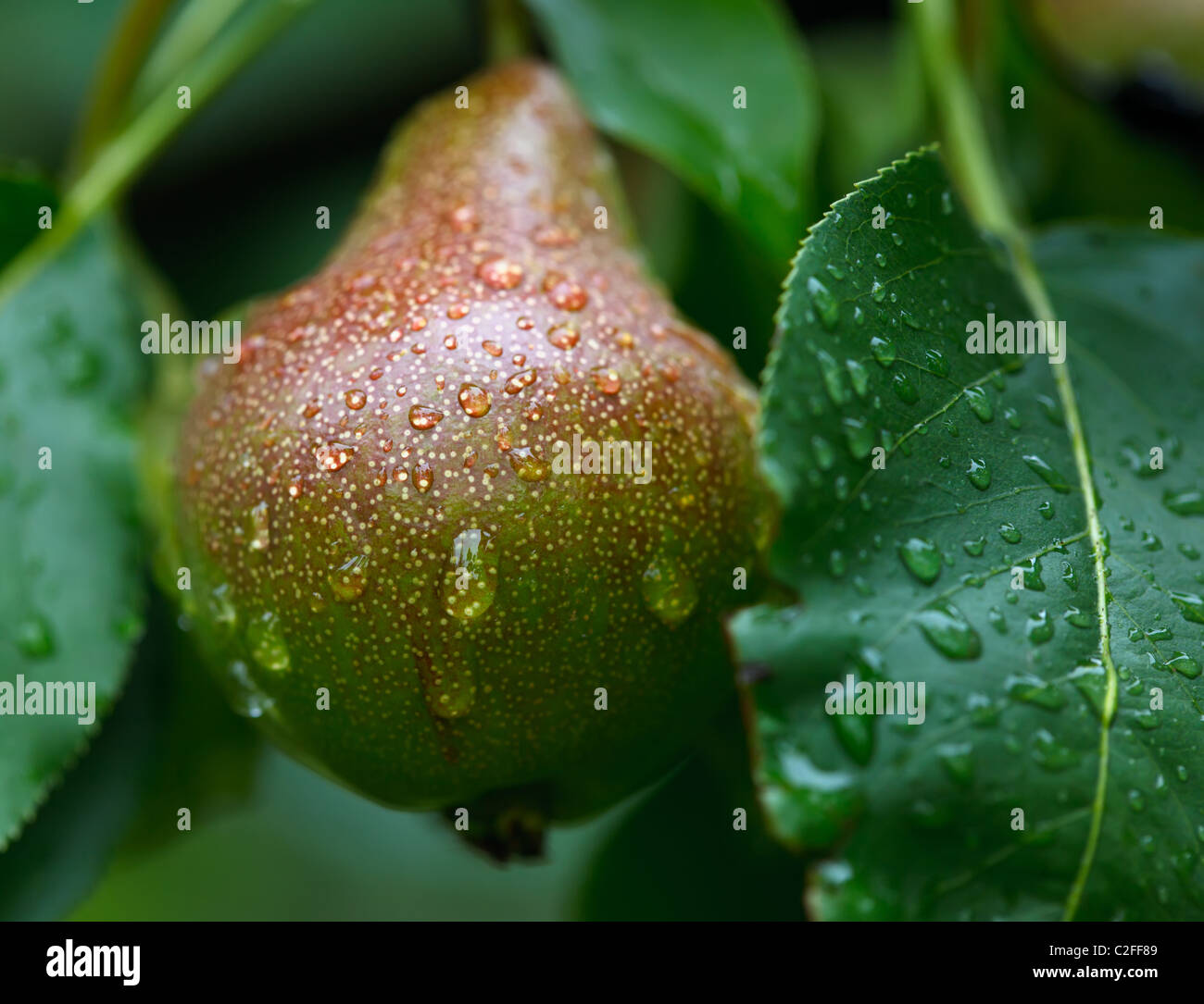 Wet pear on a tree branch Stock Photo - Alamy
