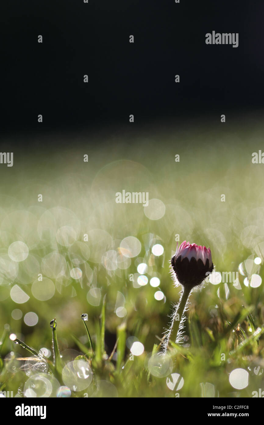 Daisy with dew hi-res stock photography and images - Alamy