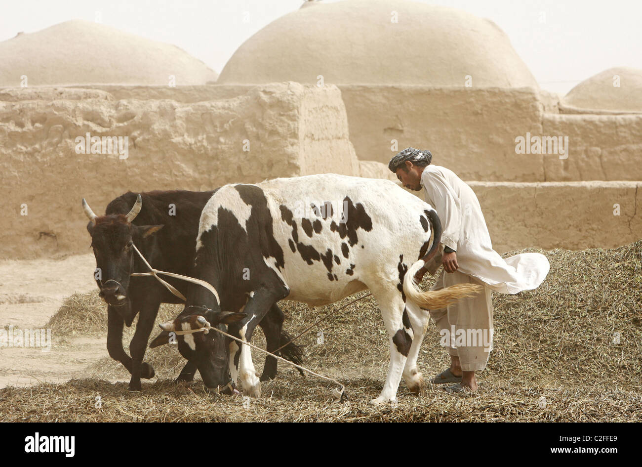 Farmers threshing hi-res stock photography and images - Alamy