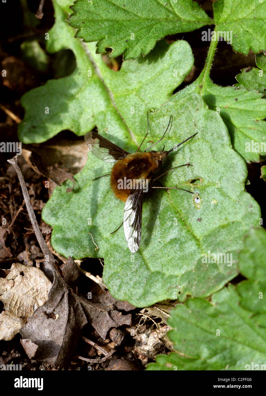 The Large Bee Fly, Bombylius major, Bombyliidae, Diptera Stock Photo ...