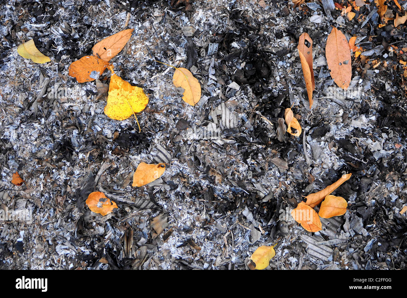 Hot ash hi-res stock photography and images - Alamy