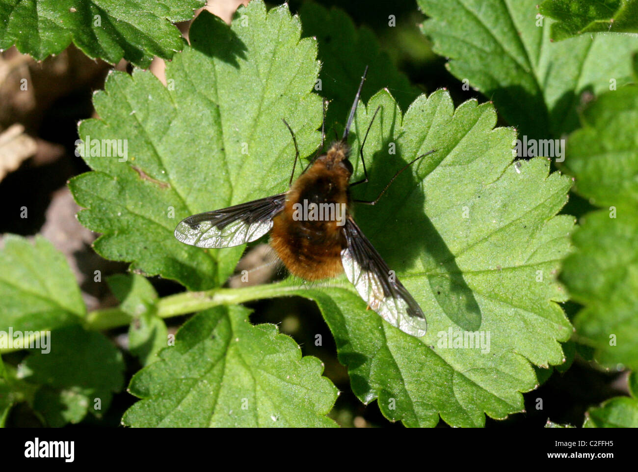 The Large Bee Fly, Bombylius major, Bombyliidae, Diptera Stock Photo ...