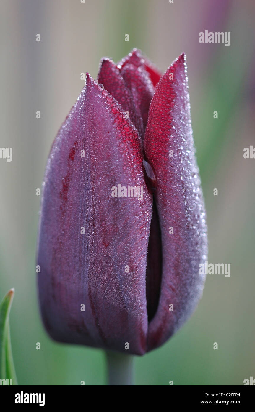 A close-up of a purple tulip flower in bud, just beginning to open UK ...