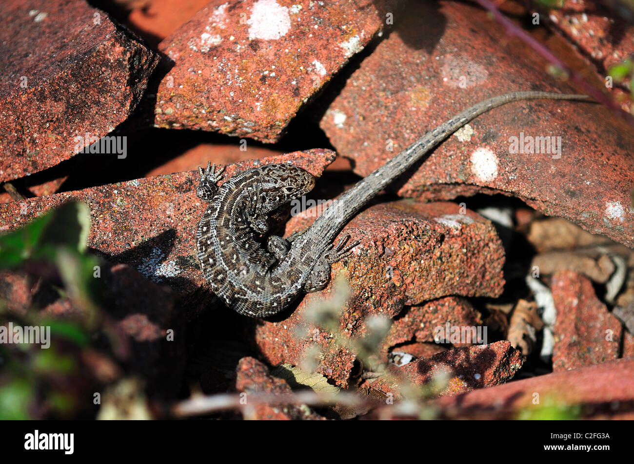 Lizard tail broken hi-res stock photography and images - Alamy