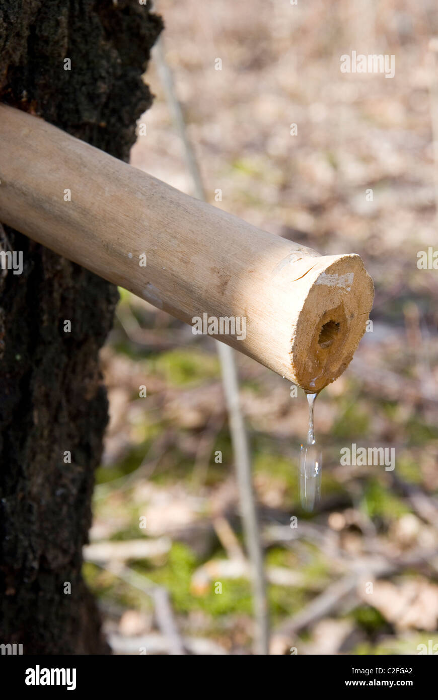 Sap spring hi-res stock photography and images - Alamy