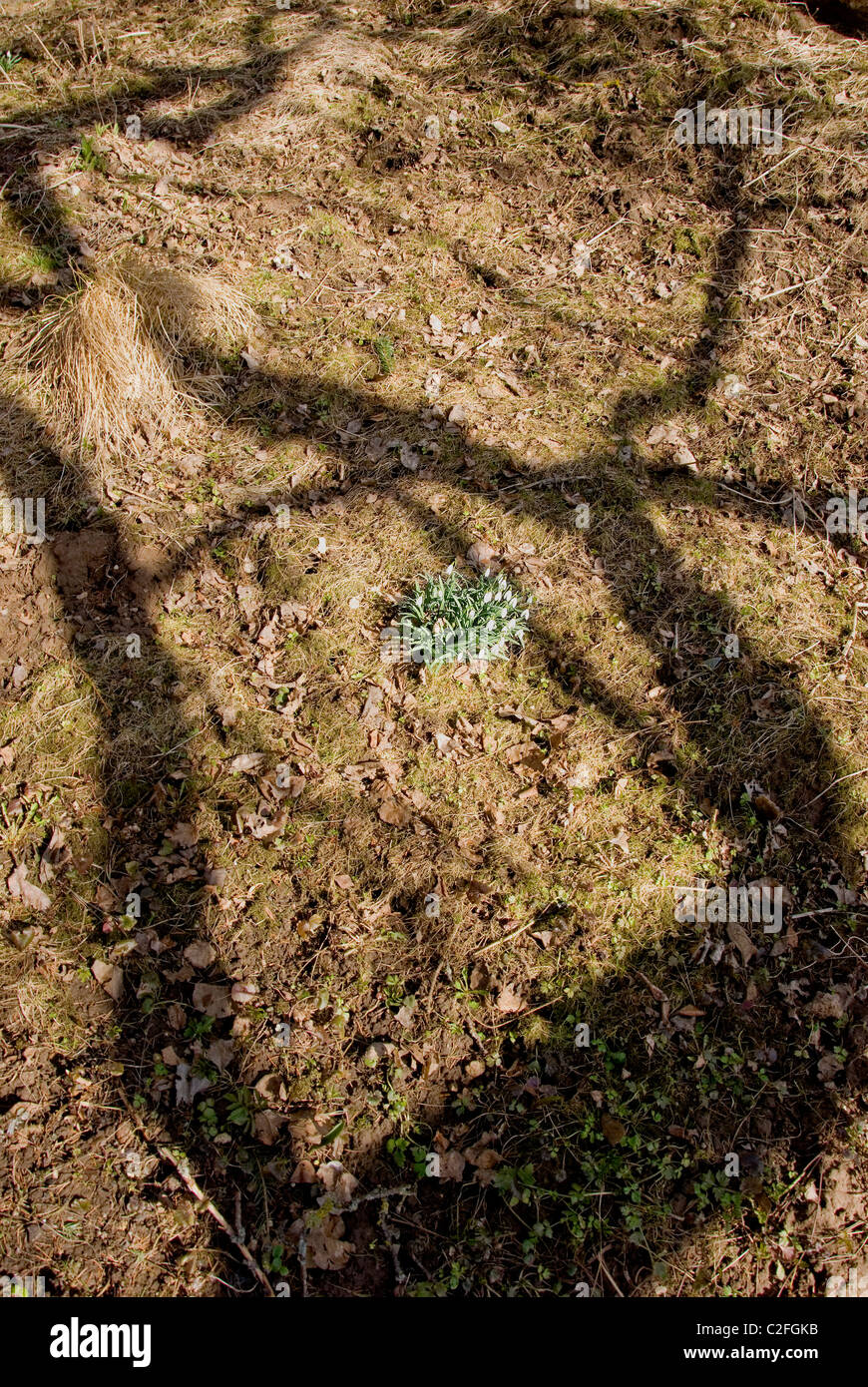 early spring apple tree shadow Stock Photo - Alamy