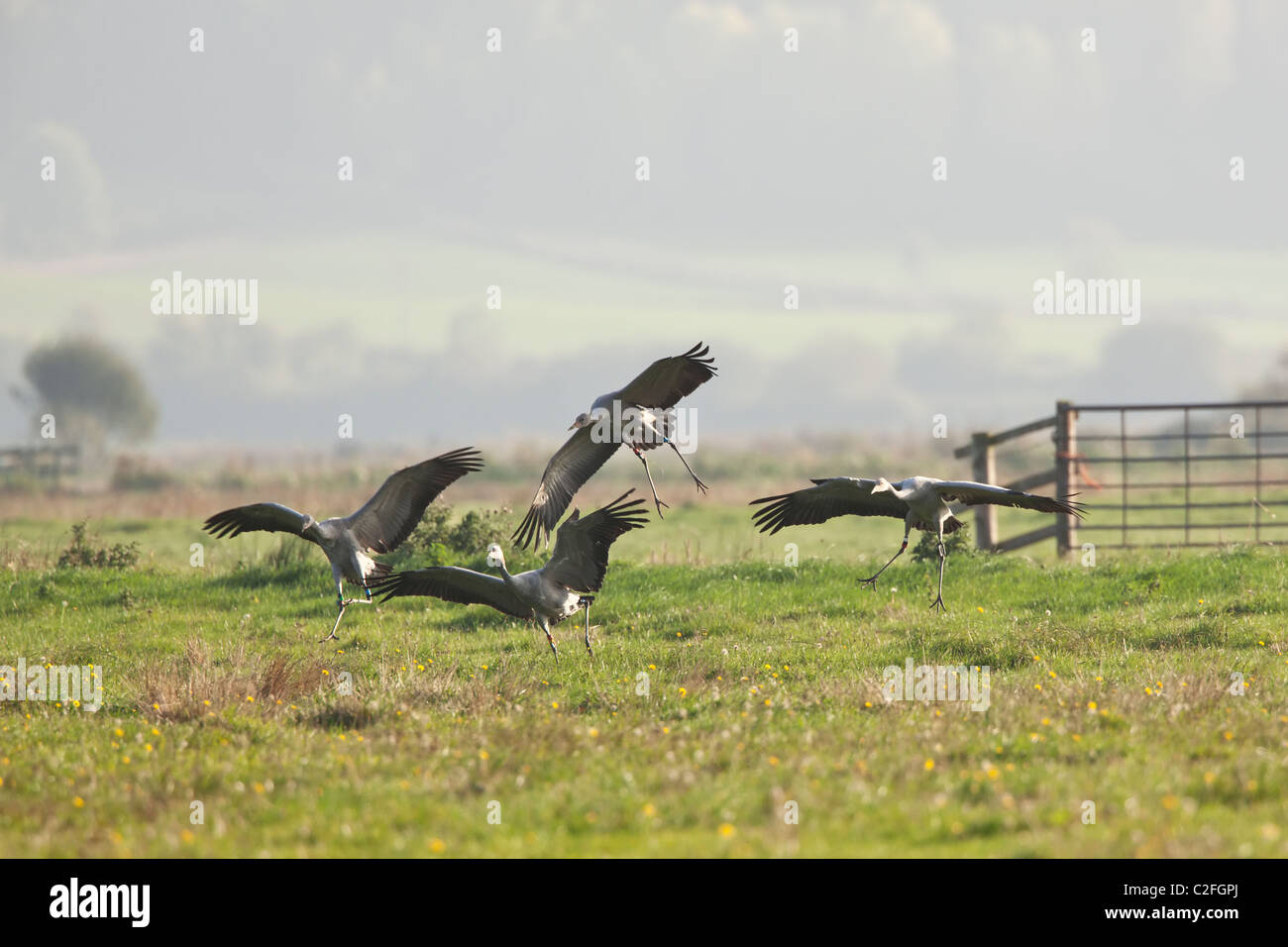 Common Cranes release on the Somerset Levels in 2010 as part of the ...