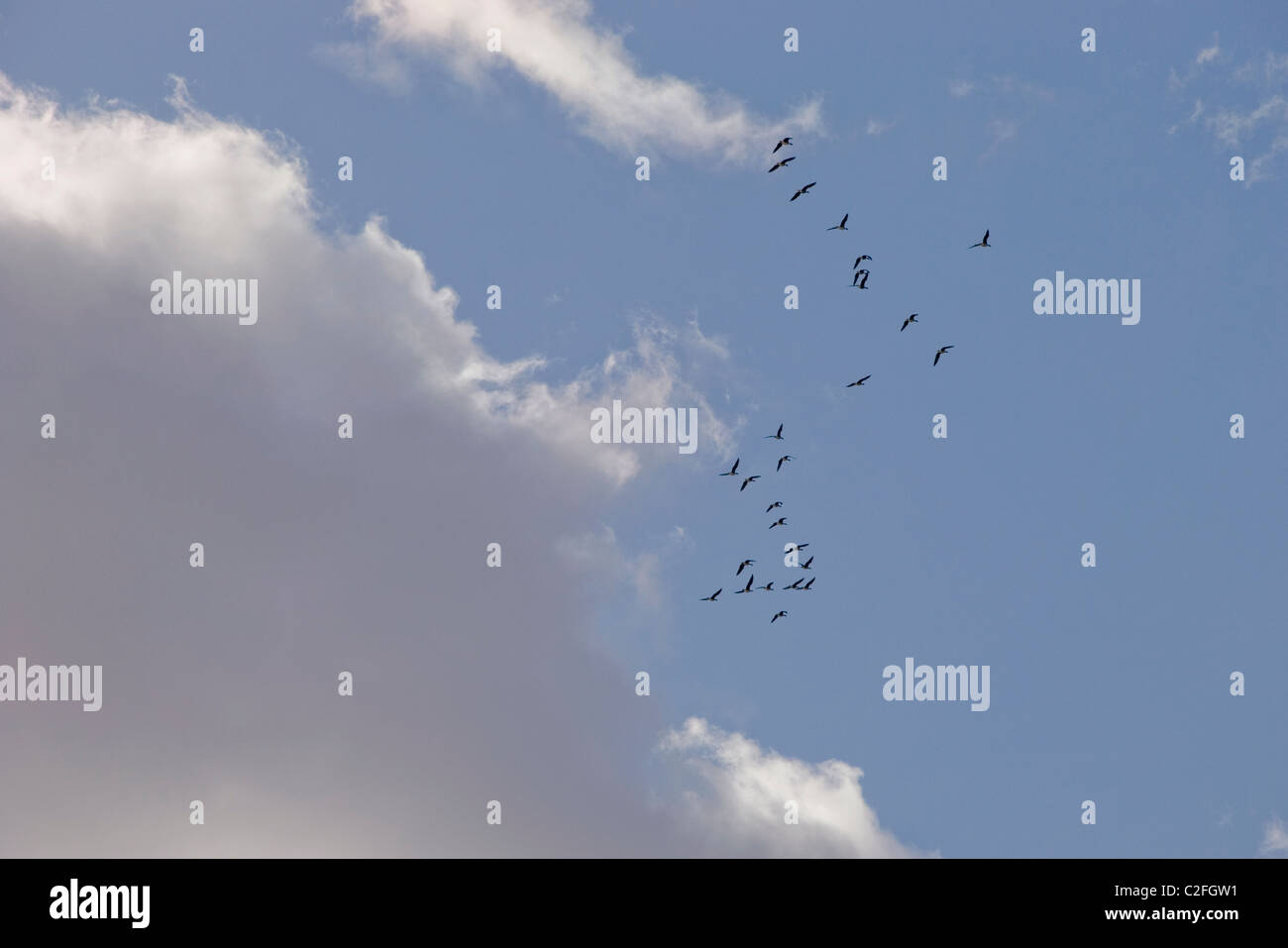 Gooses fly hi-res stock photography and images - Alamy