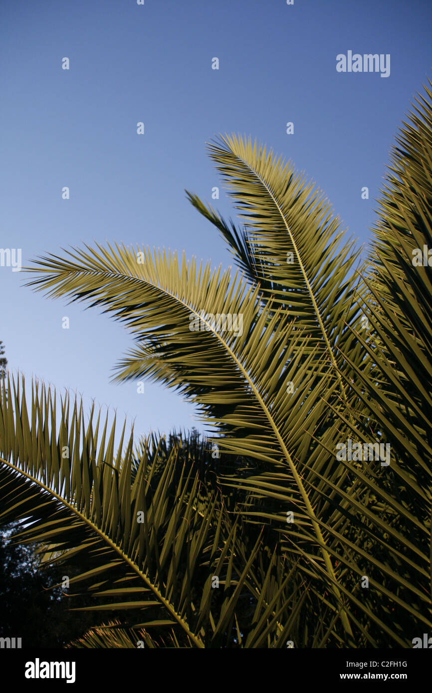 palm tree illuminated at night Stock Photo - Alamy