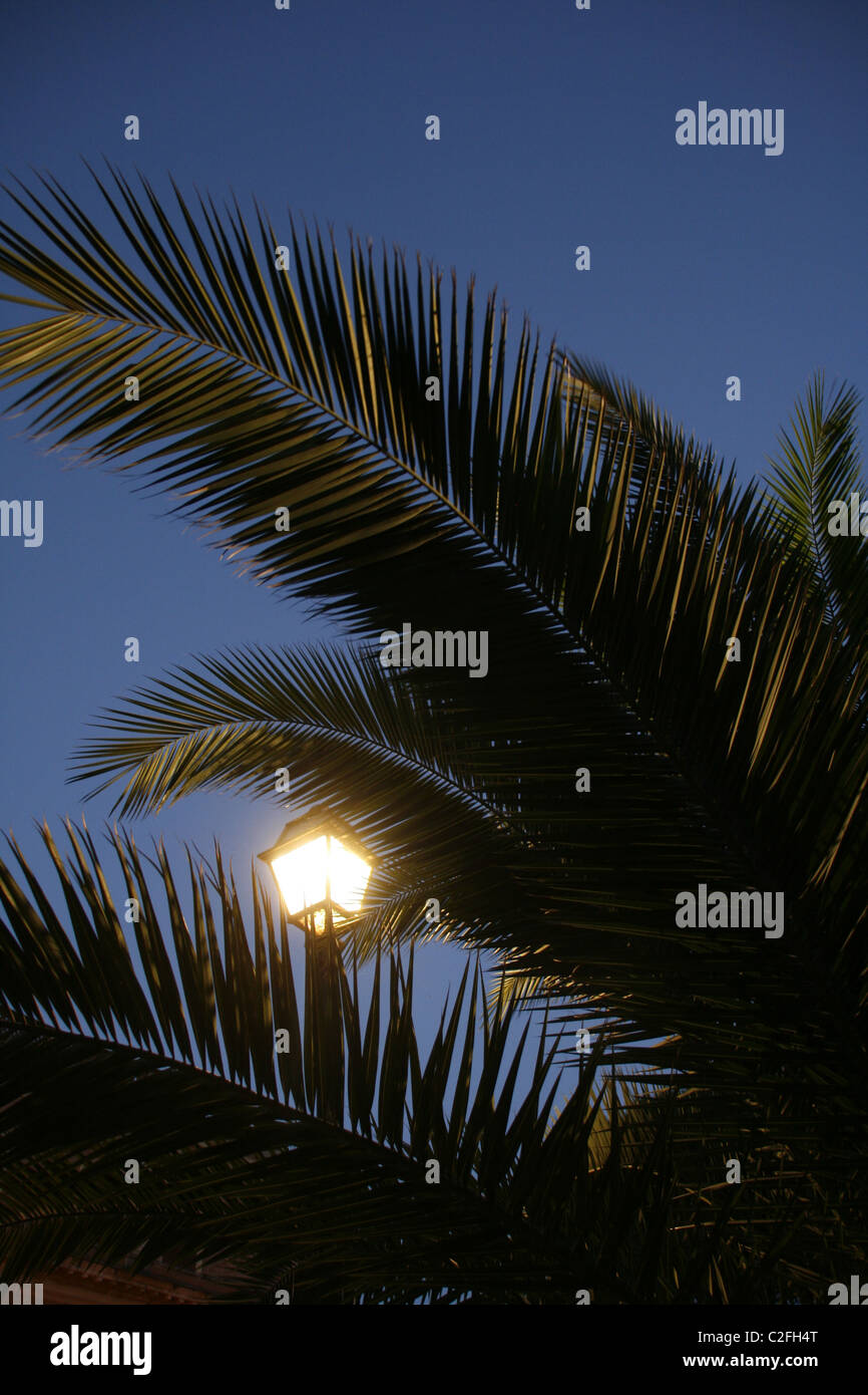 palm tree illuminated at night Stock Photo - Alamy