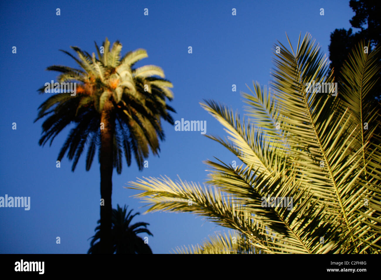 palm tree illuminated at night Stock Photo - Alamy