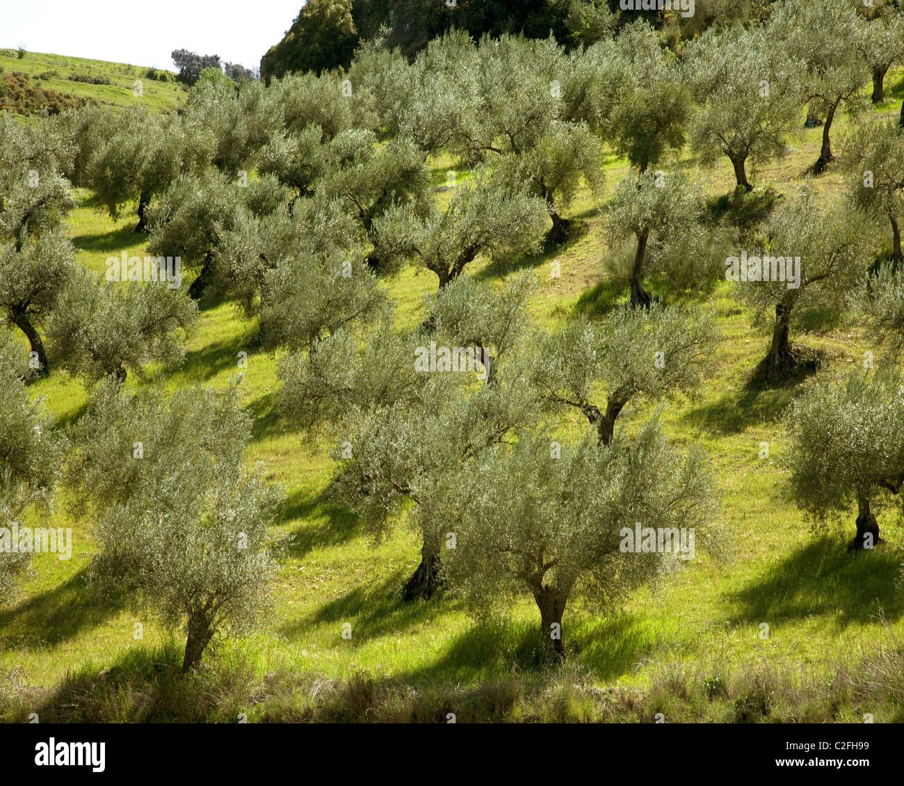 Hill planted olive trees hi-res stock photography and images - Alamy