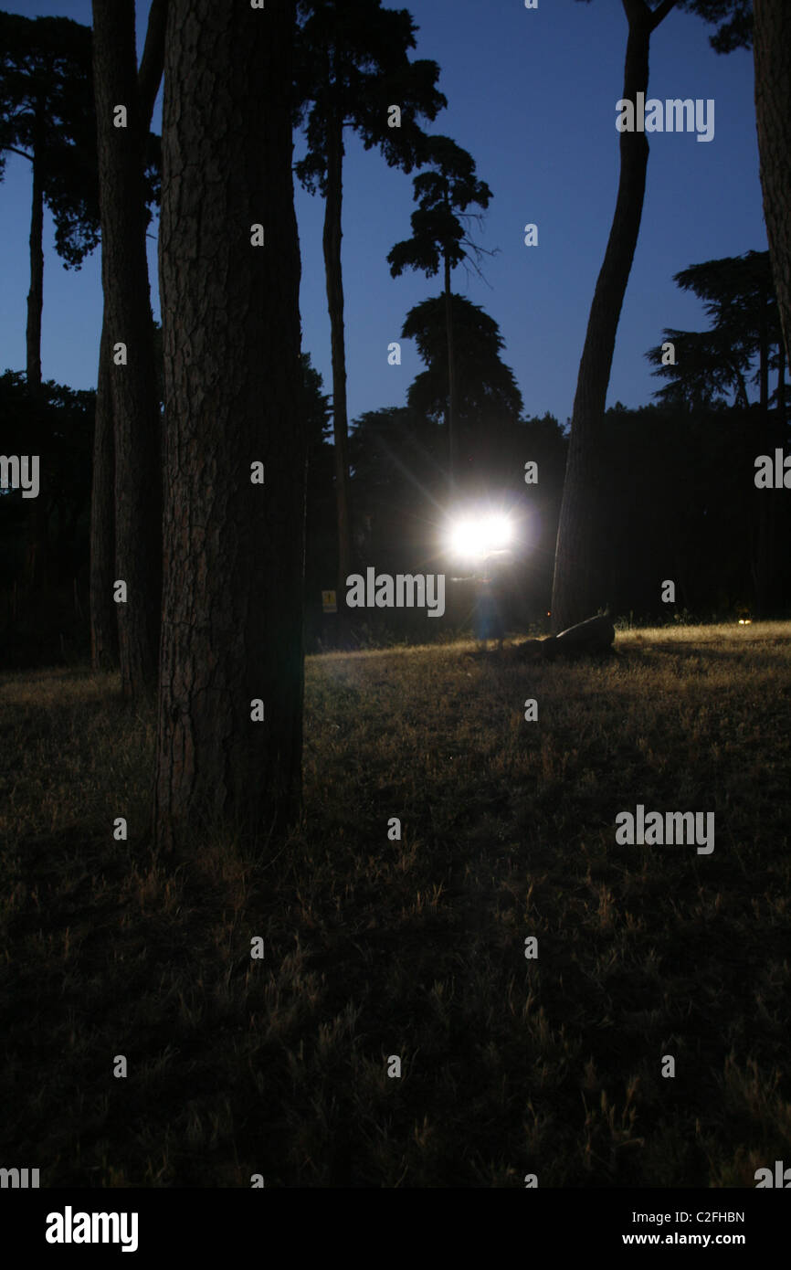 bright spot light in pine wood forest at night Stock Photo - Alamy