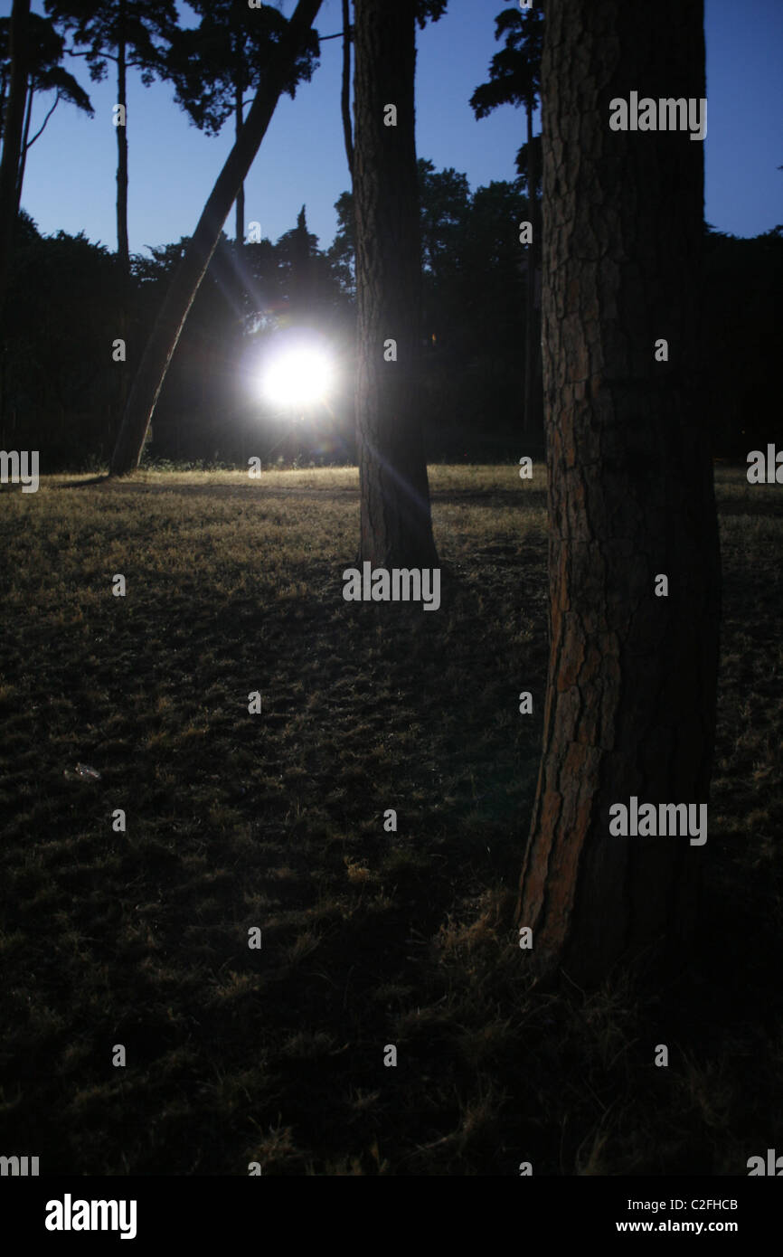 bright spot light in pine wood forest at night Stock Photo - Alamy