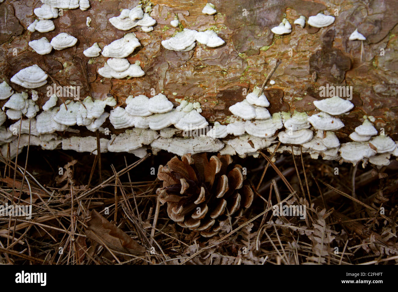 Purplepore Bracket Fungus, Trichaptum abietinum, Polyporaceae. Group ...