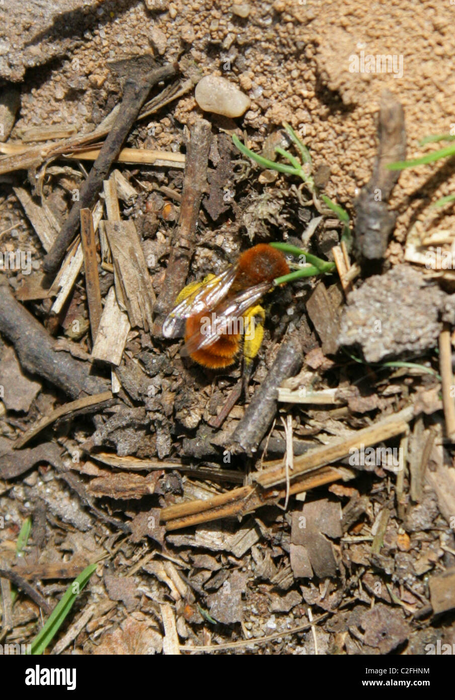 Tawny Mining Bee, Andrena fulva, Andreninae, Andrenidae, Apoidea ...