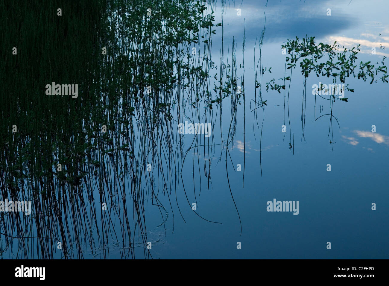 An abstract view of some reeds reflected in a still pond Stock Photo ...