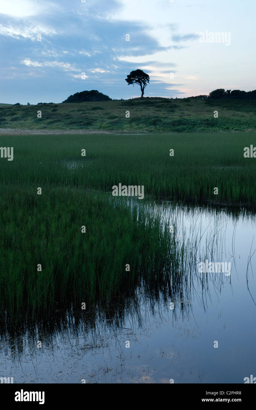 Pond pine tree hi-res stock photography and images - Alamy