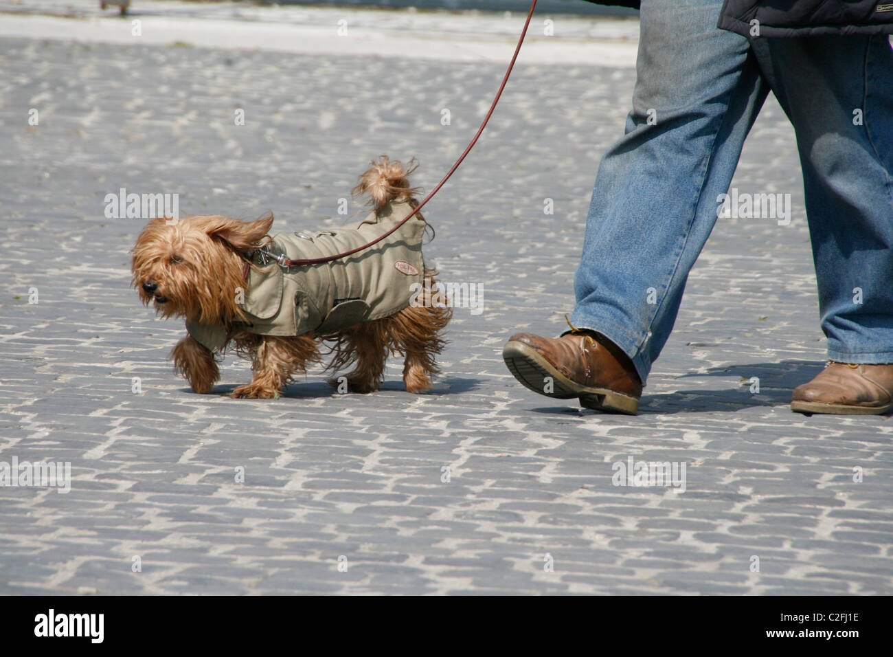 person walking dog in street in rome, italy Stock Photo - Alamy