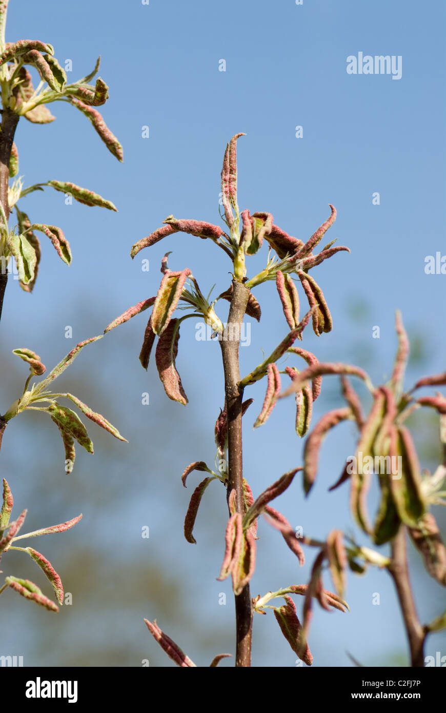 The twisted, distorted leaves of a pear tree, Beurre Hardy, showing the ...