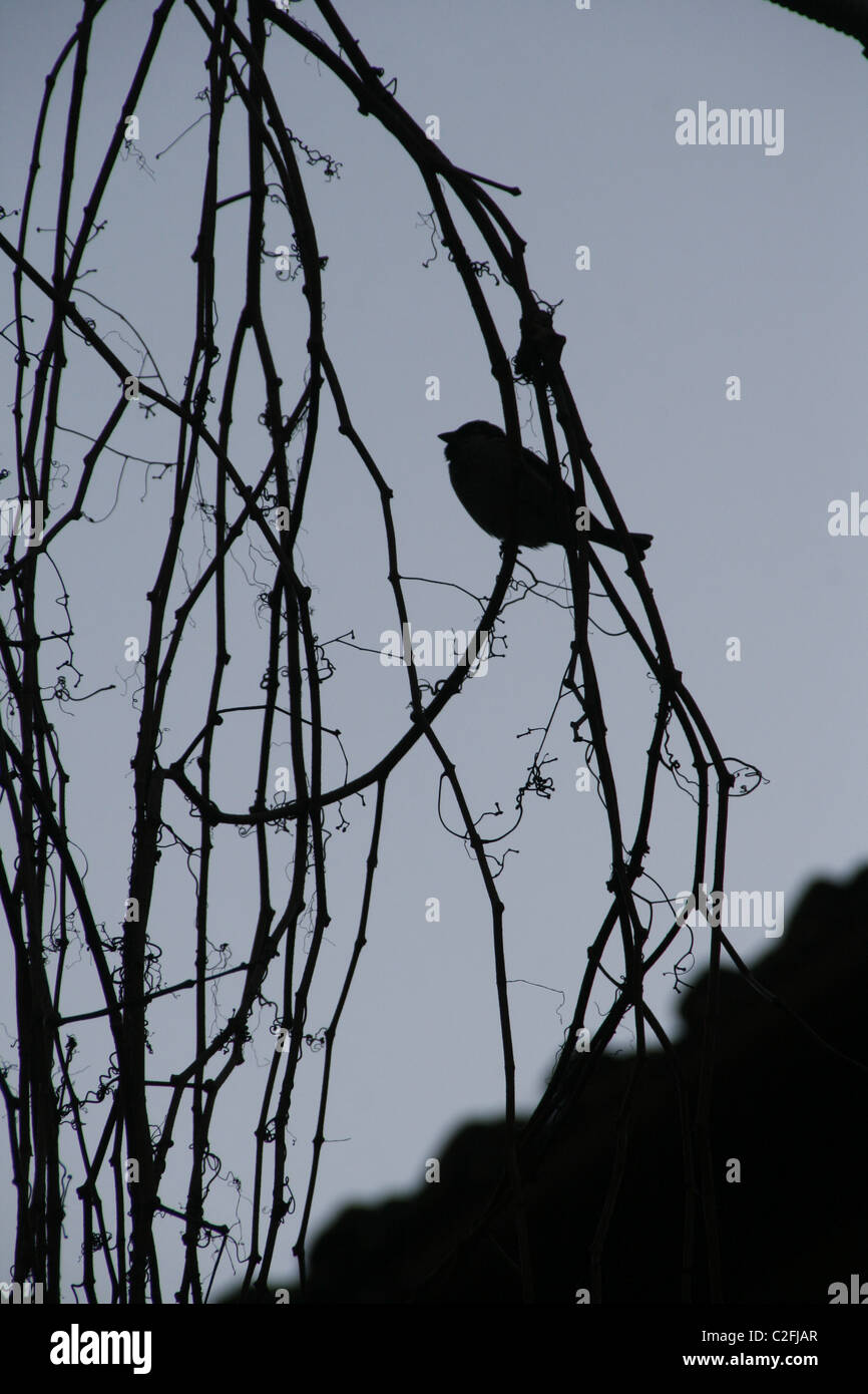 Bird nature perch black one single lonely solitude bird hi-res stock ...