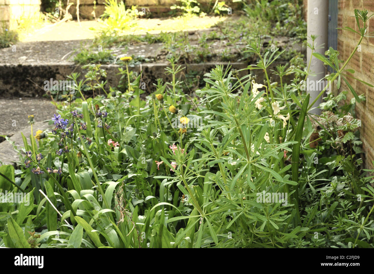 Perennial weeds hi-res stock photography and images - Alamy