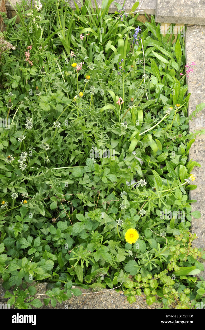 A mixture of perennial weeds in springtime Stock Photo - Alamy
