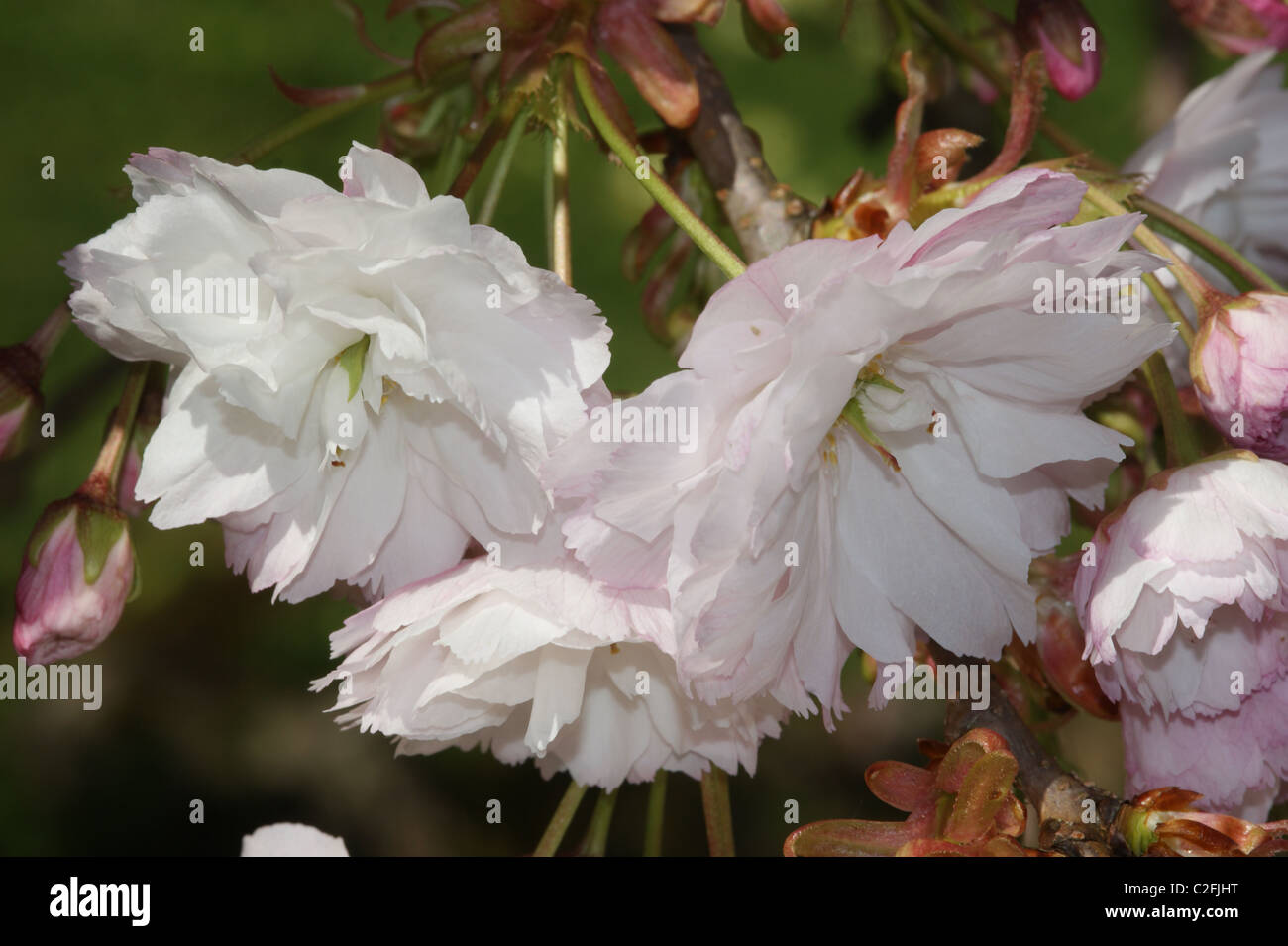 Prunus shogetsu hi-res stock photography and images - Alamy