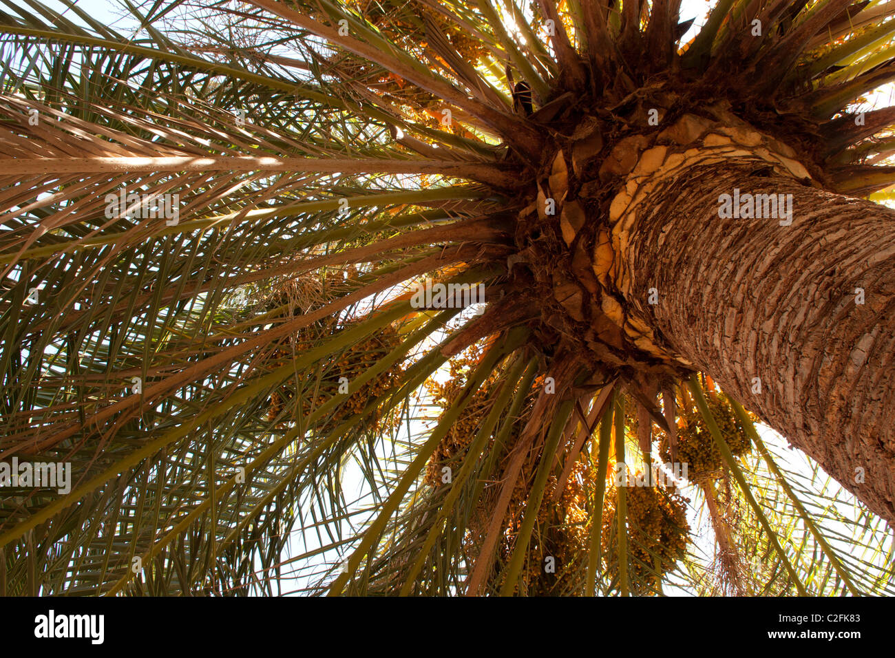 Palm tree, in shade from sunlight Stock Photo - Alamy