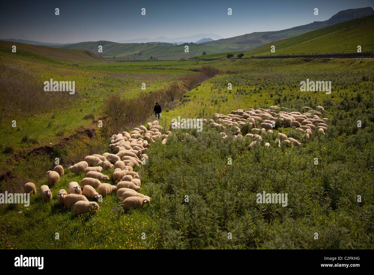 A shepherd with his sheep in the countryside Sicily Italy Stock Photo ...