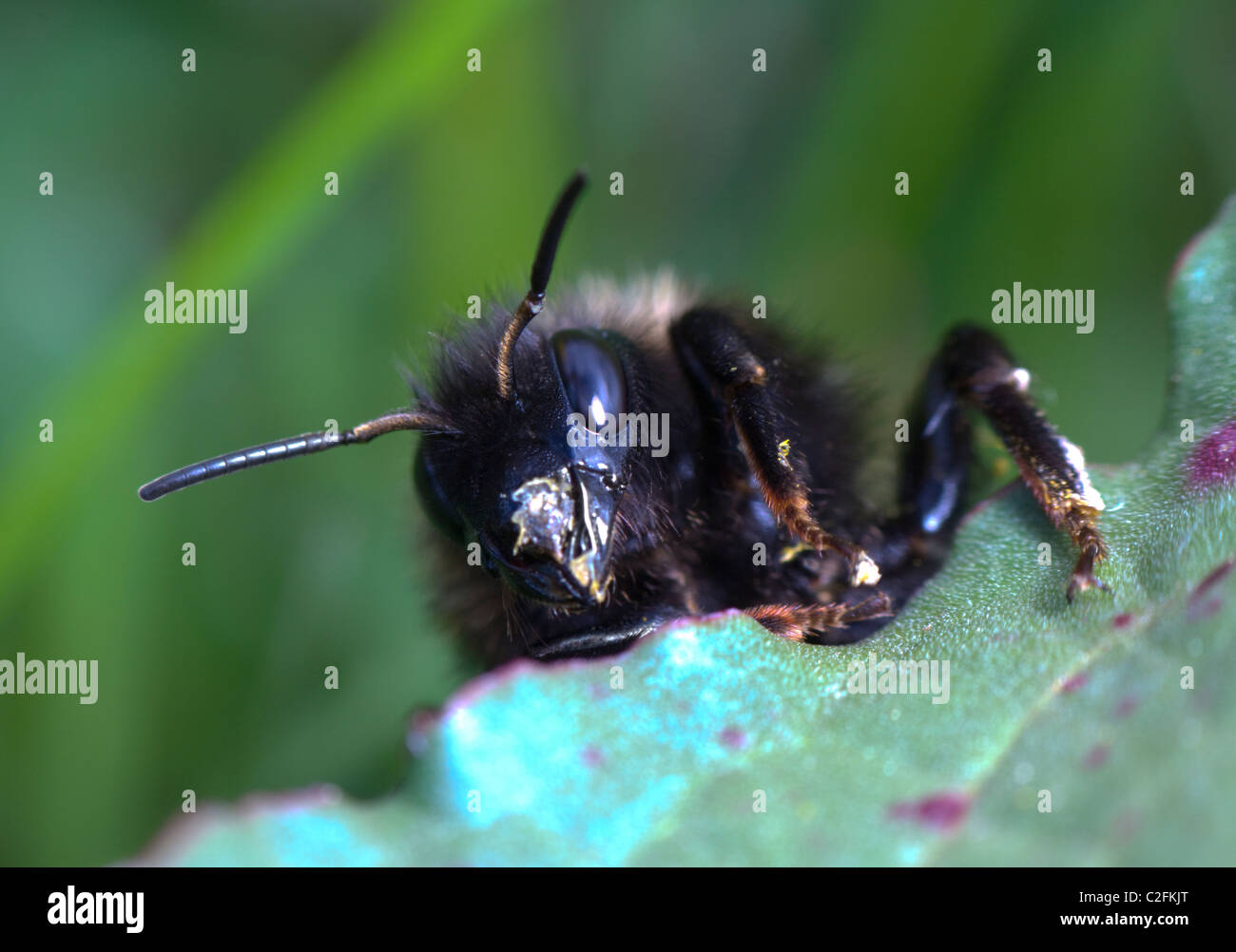 Bumblebee eyes hi-res stock photography and images - Alamy
