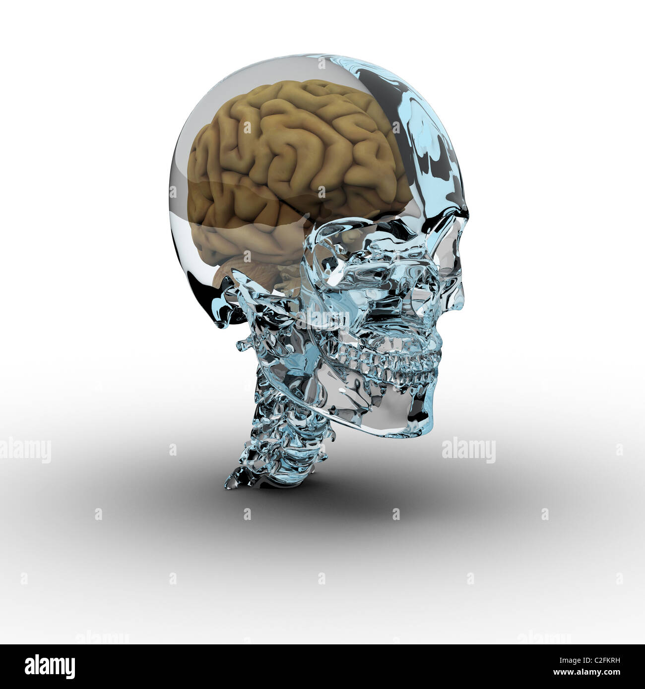 Glass skull with brain Stock Photo - Alamy