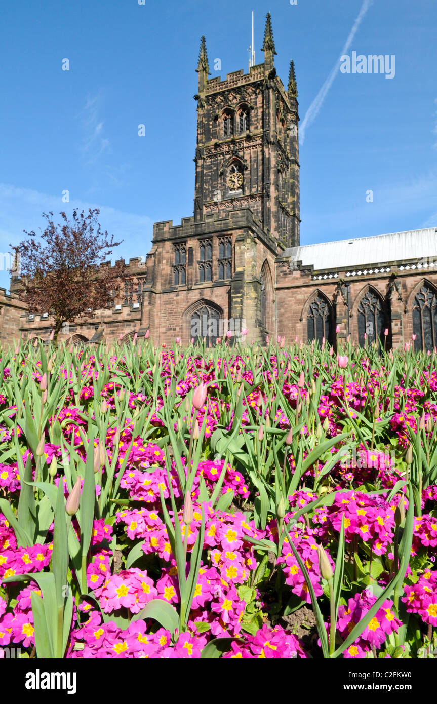 St Peter's Collegiate Church with a bed of bright pink polyanthus in ...