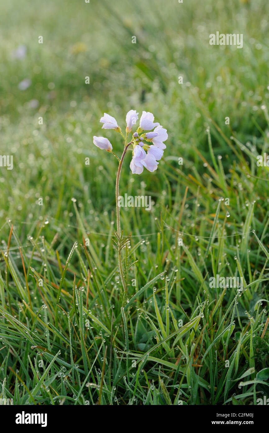 A Cuckoo flower or Lady's Smock (Cardamine pratensis) growing wild in a ...