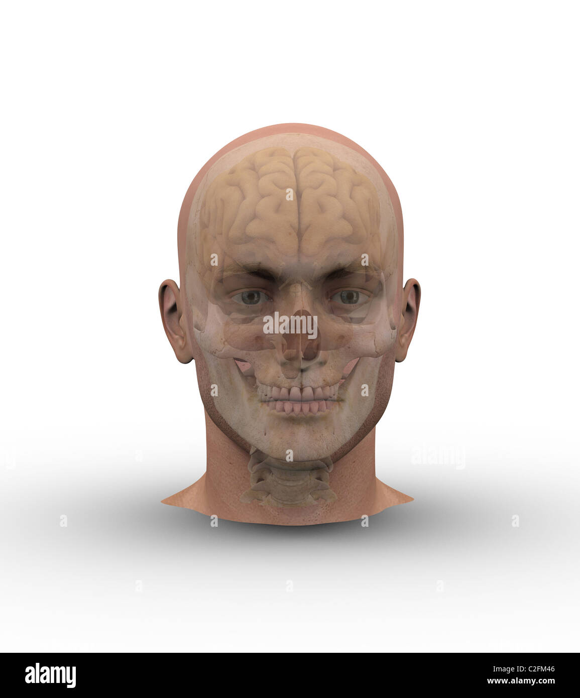 Male head with skull and brain showing through transparent skin Stock ...