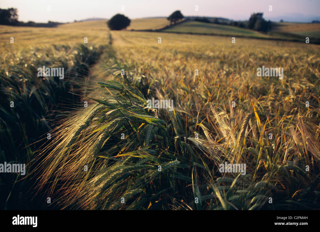 Crops In Field Scotland Stock Photo - Alamy