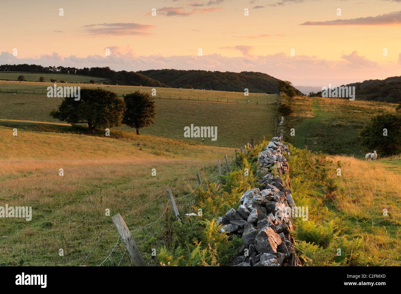A drystone wall and fence leading through undulating farmland at Velvet ...