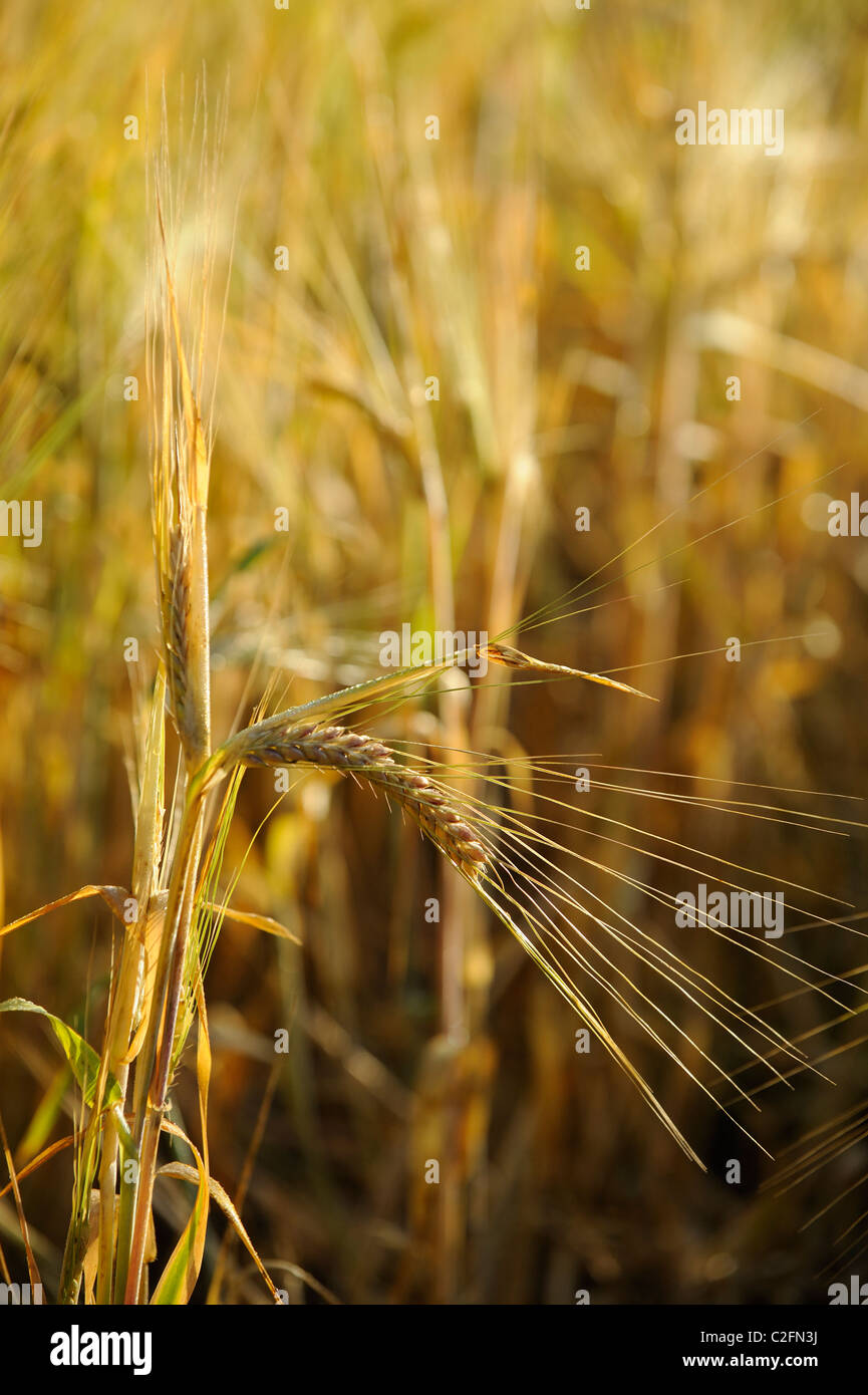 Golden barley crop growing in a field in Somerset on a beautiful ...