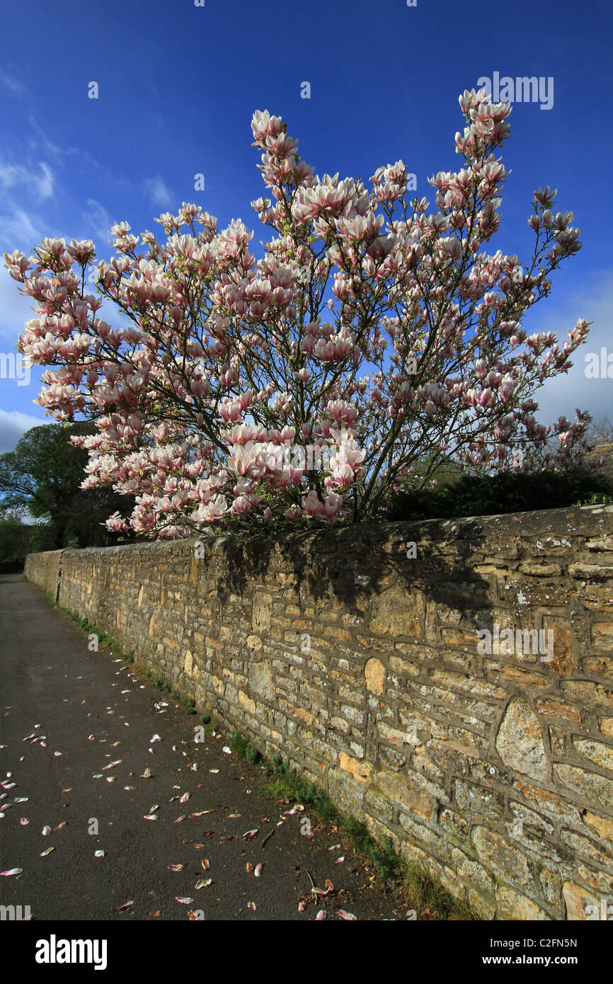 Magnolia tree in full bloom, early spring flowers,It is a deciduous ...