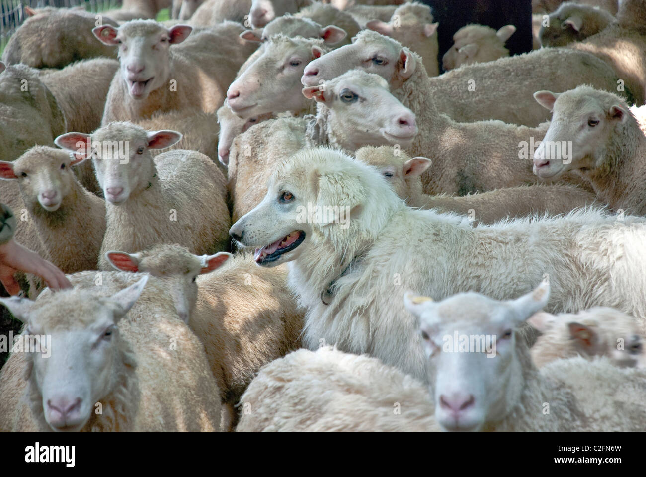 Finn dorset sheep hi-res stock photography and images - Alamy