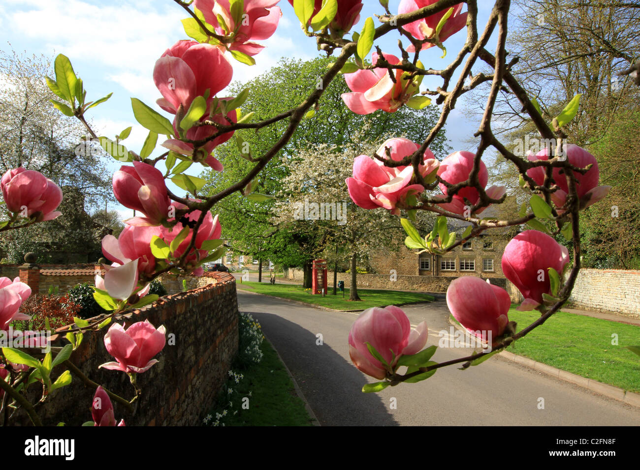 The japanese have grown magnolias for centuries in hi-res stock ...