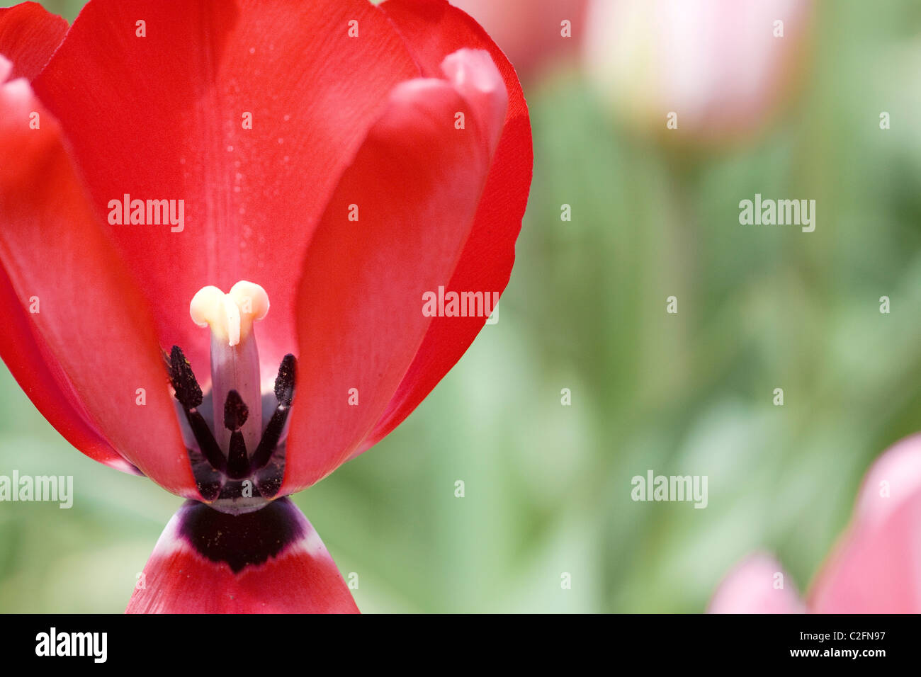 The reproductive system of the Red Common Tulip In a Meadow Shallow DOF ...