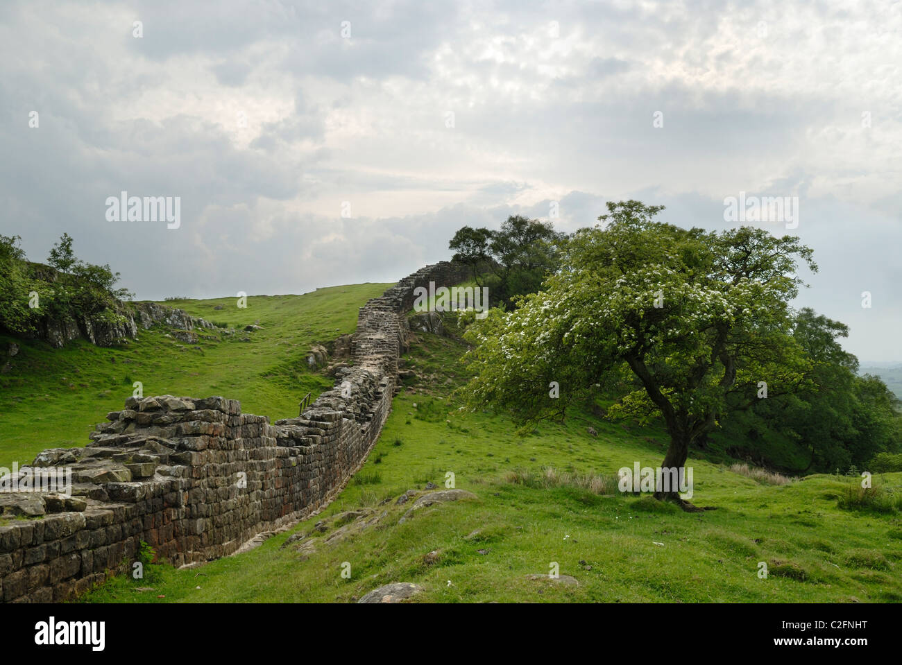 Hadrians wall in northumberland national park wall hi-res stock ...