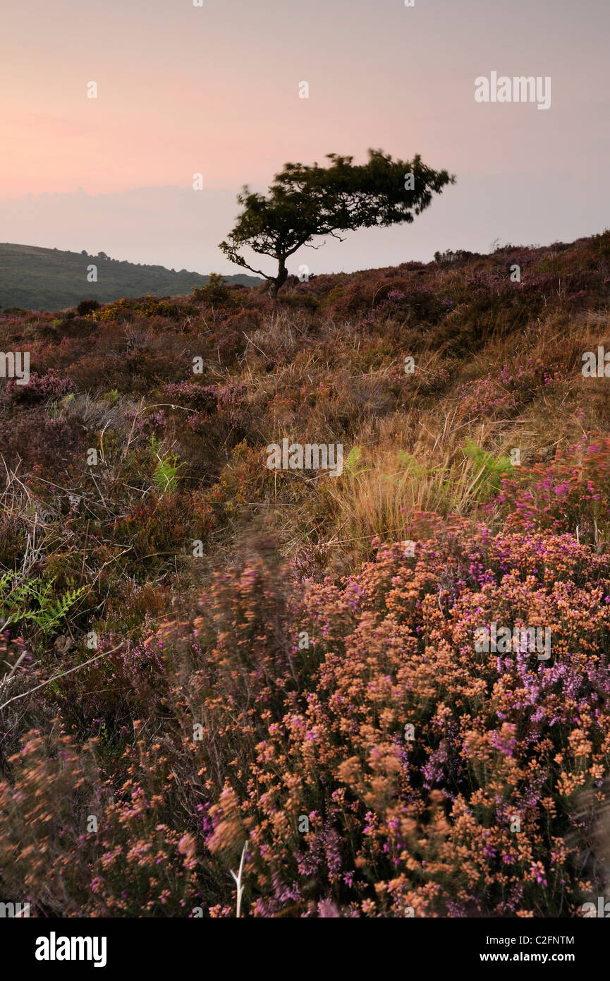 Gorse and heather flowers hi-res stock photography and images - Alamy