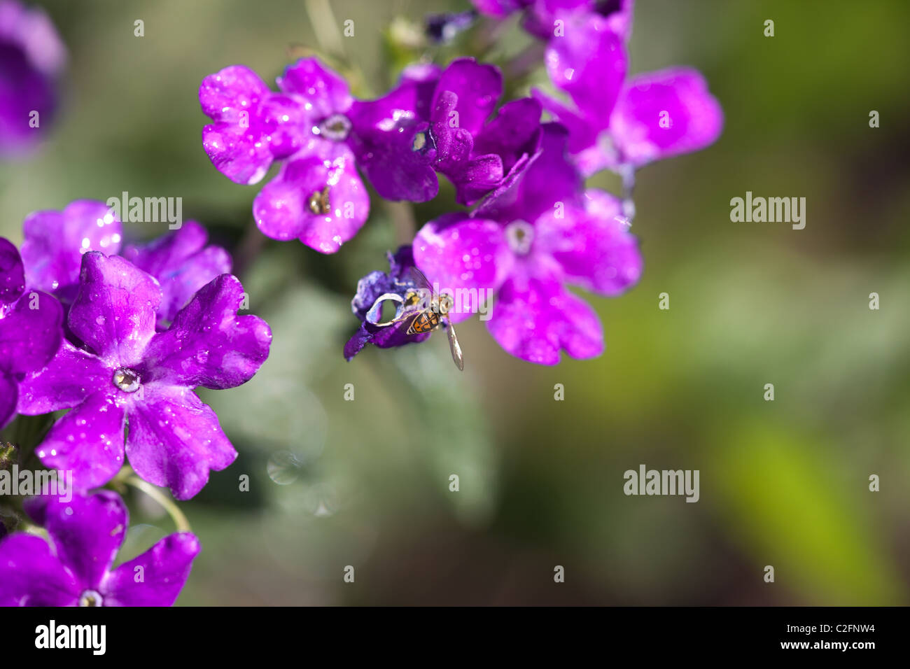 Insect with flower hi-res stock photography and images - Alamy
